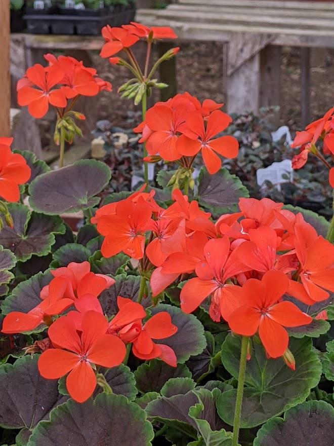 Photo of the entire plant of Geranium (Pelargonium Brocade Fire Night ...