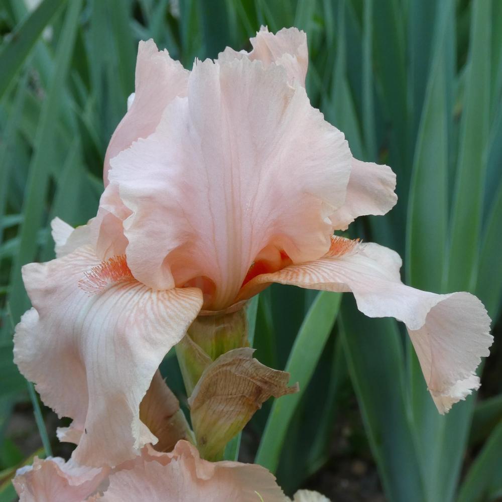 Photo of the bloom of Tall Bearded Iris (Iris 'Pink Attraction') posted ...