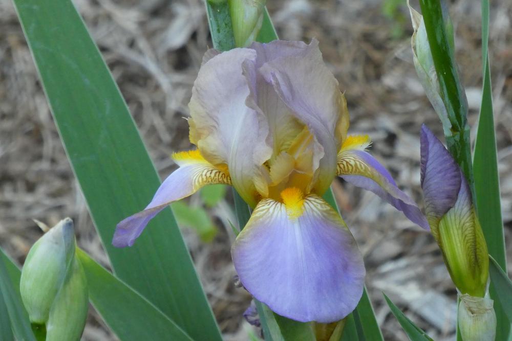 Photo of the bloom of Tall Bearded Iris (Iris 'Quaker Lady') posted by ...
