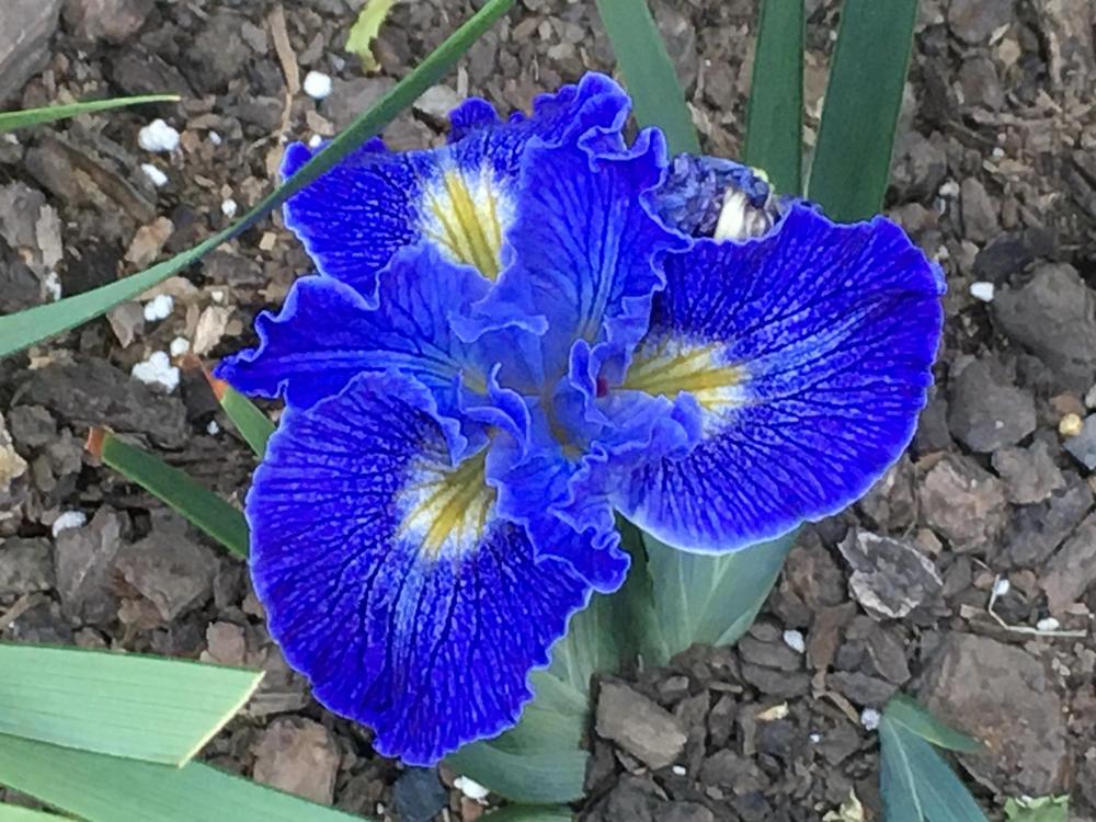 Photo of the bloom of Pacific Coast Iris (Iris 'Ocean Blue') posted by ...
