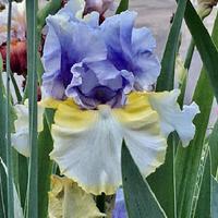 Photo of the bloom of Tall Bearded Iris (Iris 'Easter Charm') posted by Neela - Garden.org
