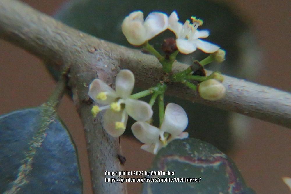 Photo of the bloom of Sarvis Holly (Ilex amelanchier) posted by ...