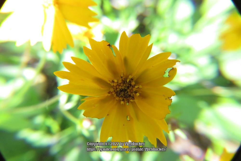 Photo of the stamens, filaments and pistils of Lobed Tickseed ...