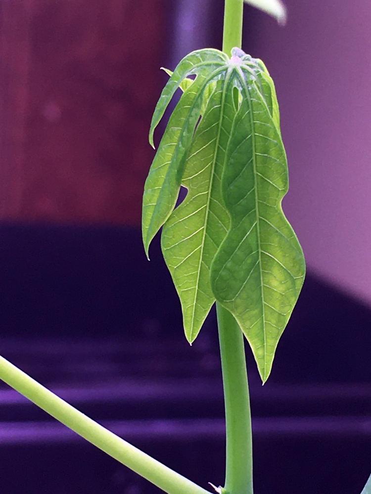 Photo of the emerging growth of Tapioca Plant (Manihot esculenta ...