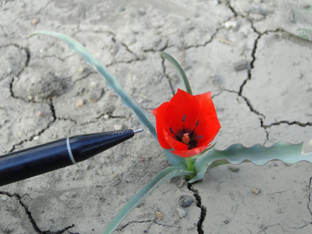 Photo of the entire plant of Tulip (Tulipa linifolia) posted by ...