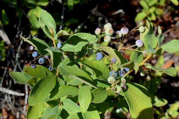 Photo of the fruit of Blue huckleberry (Gaylussacia frondosa) posted by ...