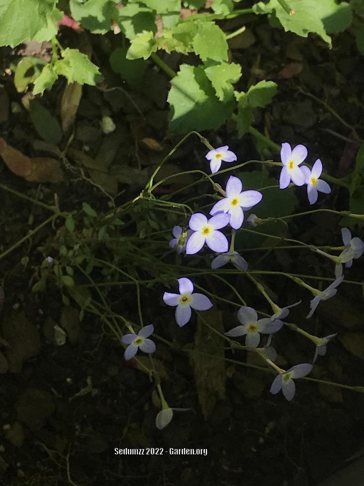 Bluet (Houstonia) - Garden.org