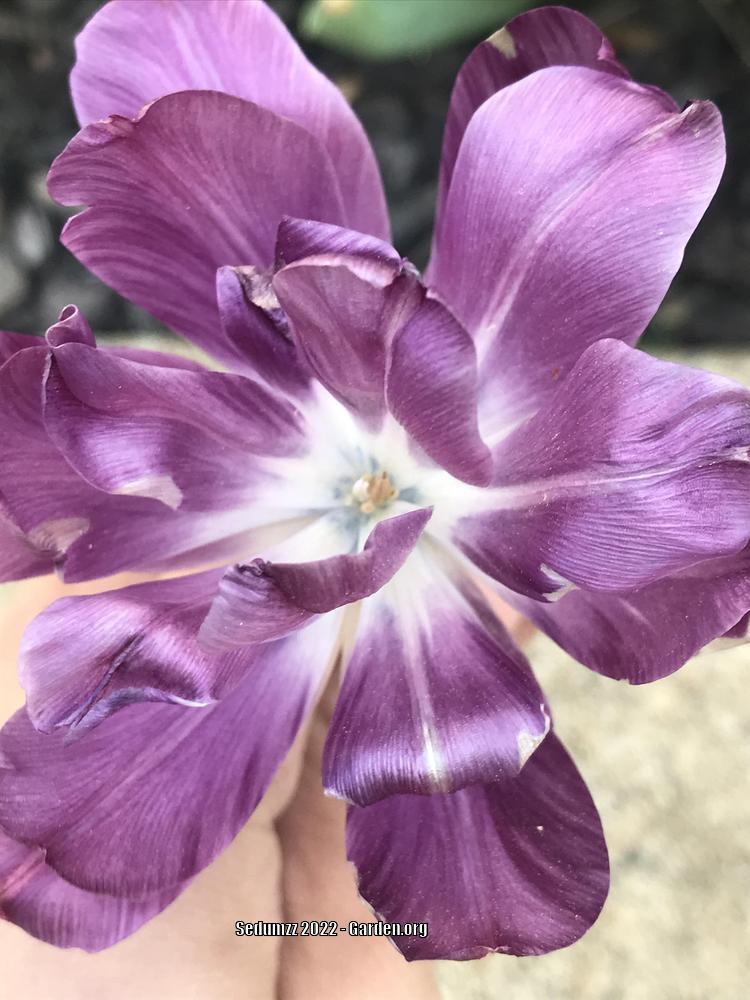 Photo of the bloom of Double Late Tulip (Tulipa 'Blue Diamond') posted ...