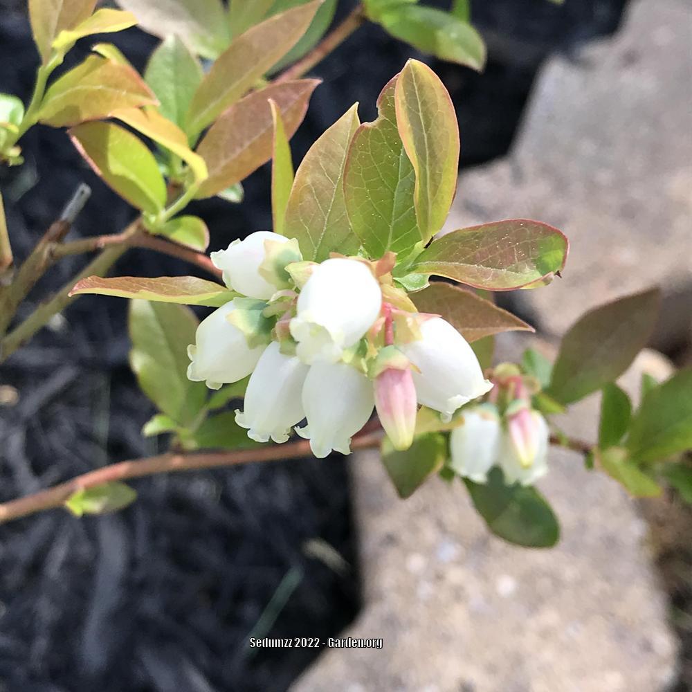 Photo of the bloom of Blueberry (Vaccinium corymbosum Bountiful Blue ...