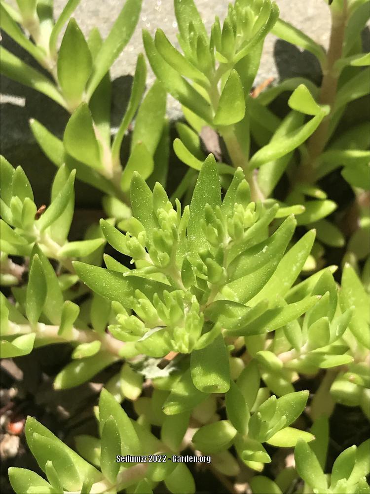 Photo of the stem, scape, stalk or bark of Stringy Stonecrop (Sedum ...