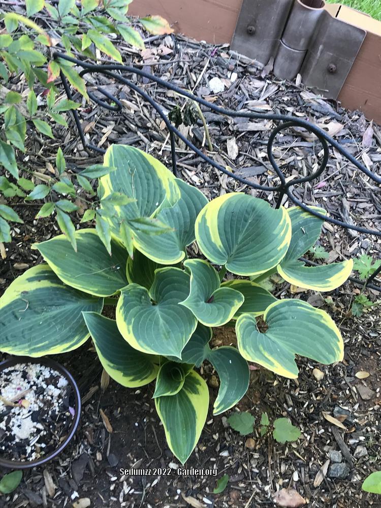 Hosta 'First Frost' in the Hostas Database - Garden.org