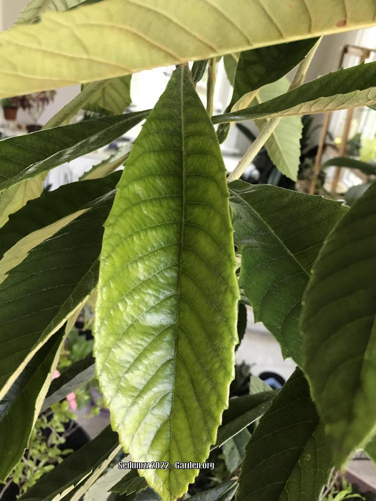 Loquat (Rhaphiolepis bibas 'Gold Nugget') - Garden.org
