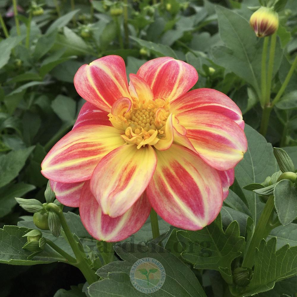 Dahlia Dalaya™ Shari in the Dahlias Database - Garden.org