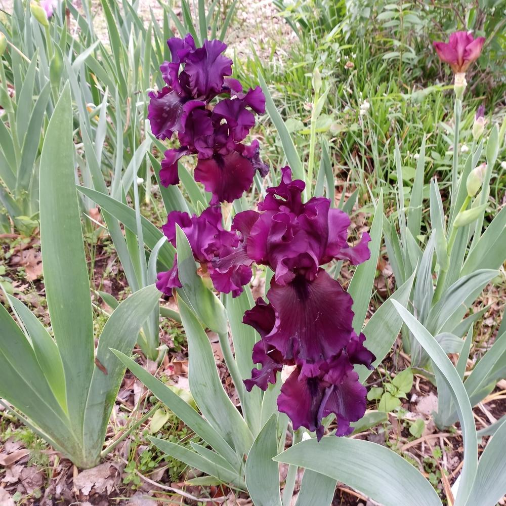 Photo of the entire plant of Tall Bearded Iris (Iris 'Lord of the Night ...
