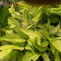 Striped Bamboo Fern (Coniogramme emeiensis 'Golden Zebra') - Garden.org