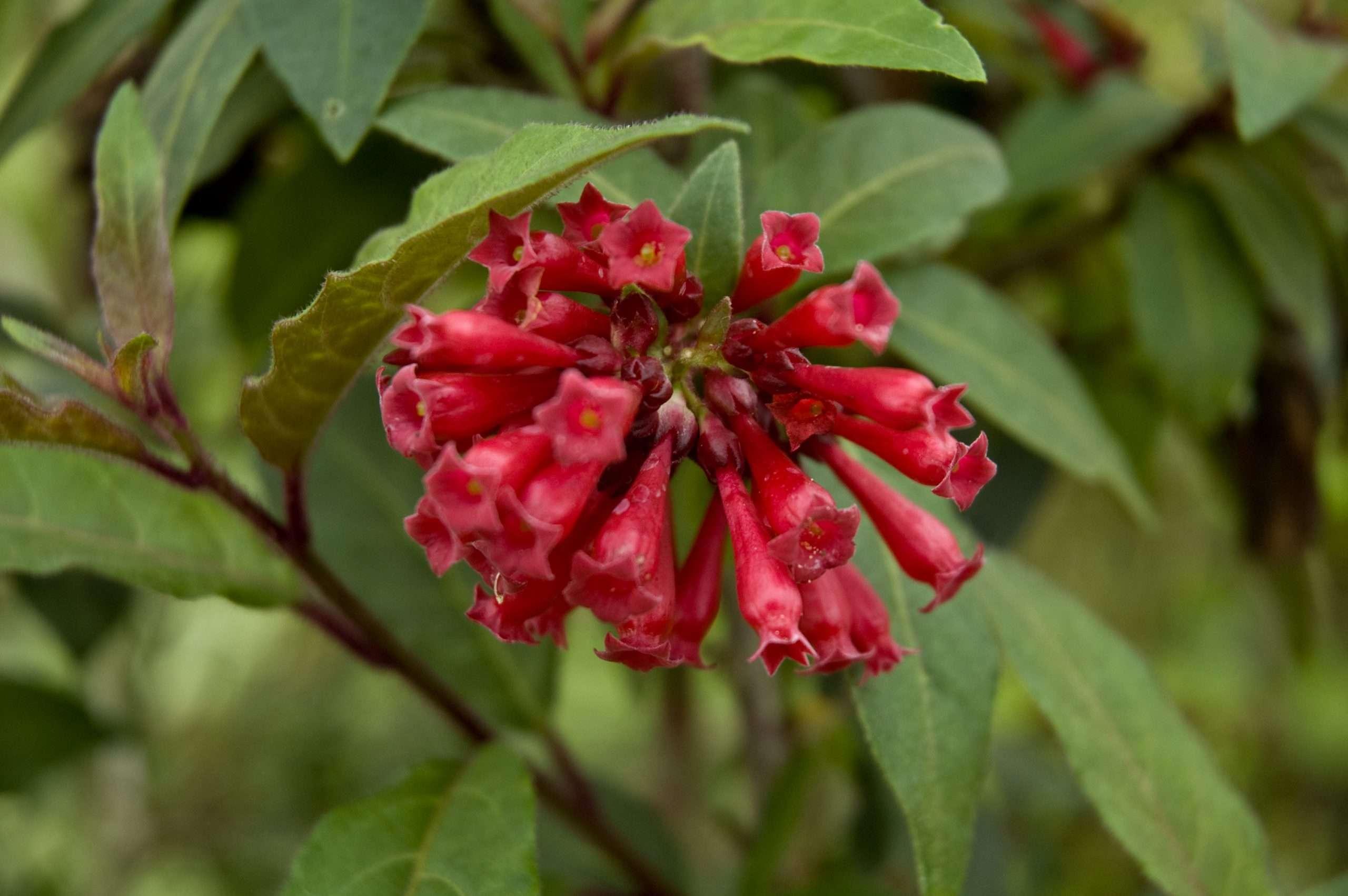 Photo of the bloom of Red Cestrum (Cestrum fasciculatum 'Newellii ...