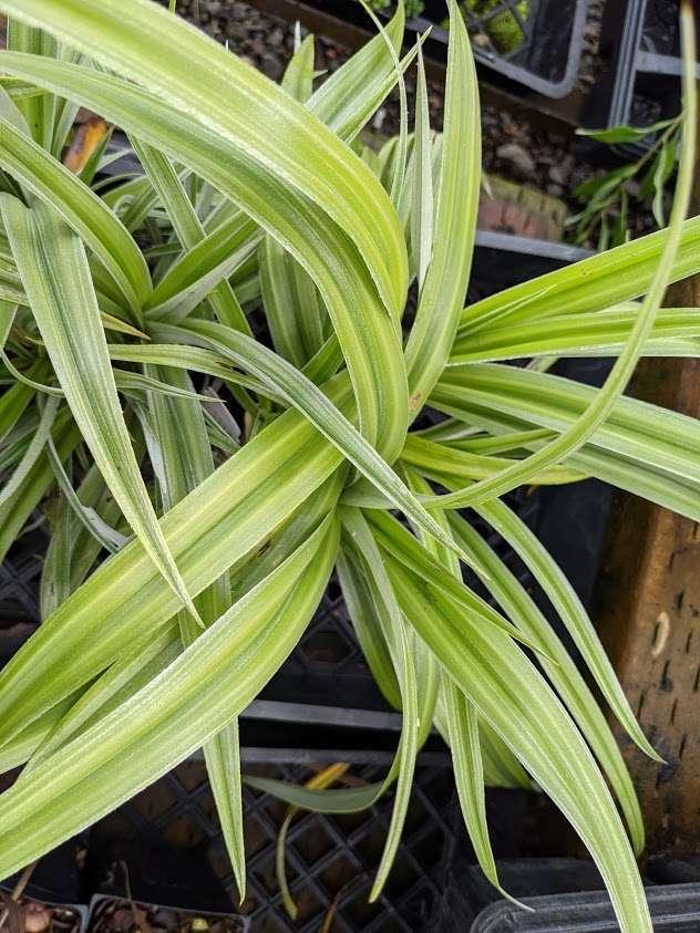 Astelia 'Silver Shadow' - Garden.org