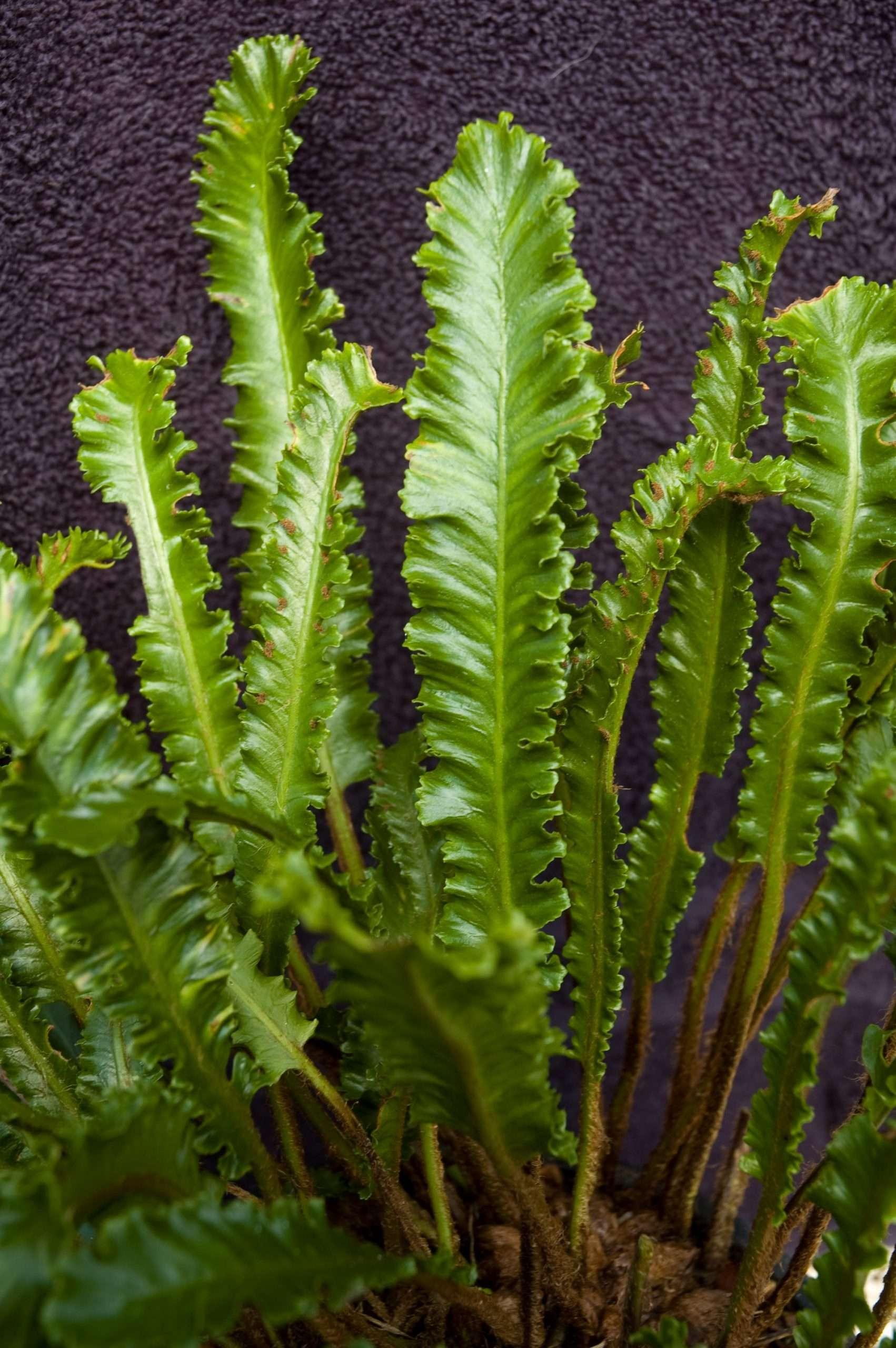 Photo of the leaves of Hart's Tongue Fern (Asplenium scolopendrium ...
