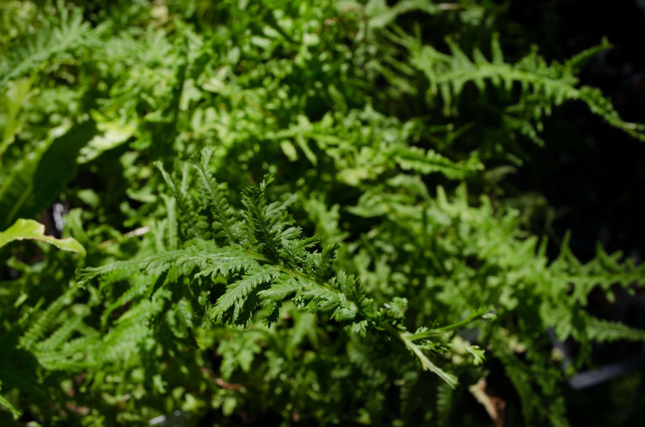 Lady Fern (Athyrium filix-femina 'Victoriae') - Garden.org