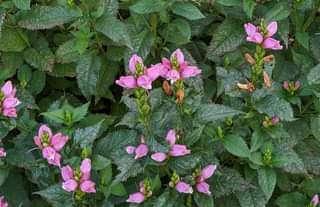 Photo of the entire plant of Turtlehead (Chelone lyonii Tiny Tortuga ...