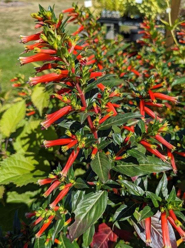 Photo of the entire plant of Large Firecracker Plant (Cuphea ...