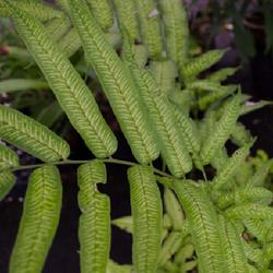 Striped Bamboo Fern (Coniogramme emeiensis 'Golden Zebra') - Garden.org