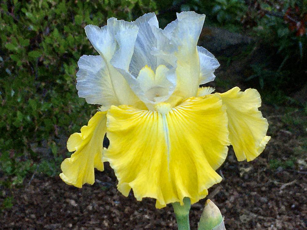 Photo of the bloom of Tall Bearded Iris (Iris 'Lemon Cloud') posted by ...