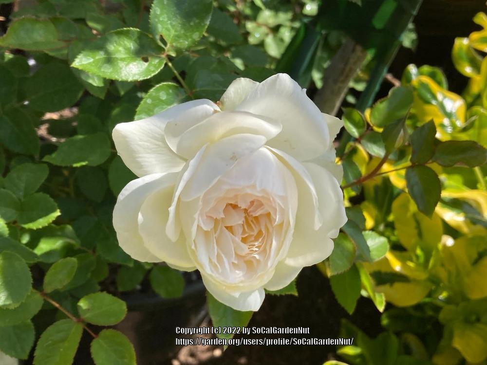Photo of the bloom of Rose (Rosa 'Bolero 2004') posted by ...