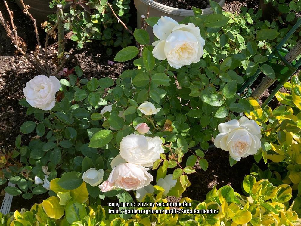 Photo of the entire plant of Rose (Rosa 'Bolero 2004') posted by ...