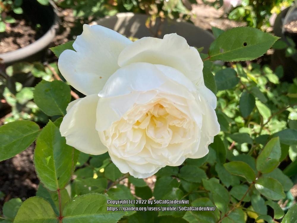 Photo of the bloom of Rose (Rosa 'Bolero 2004') posted by ...
