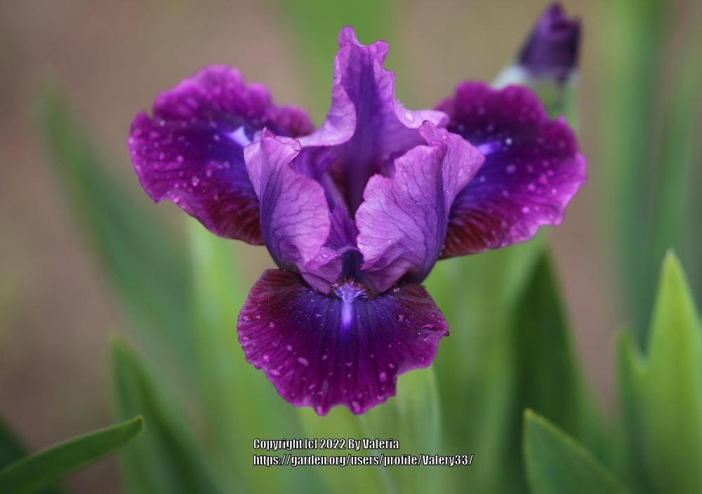 Photo of the bloom of Standard Dwarf Bearded Iris (Iris 'Plum Twist') posted by Valery33 ...