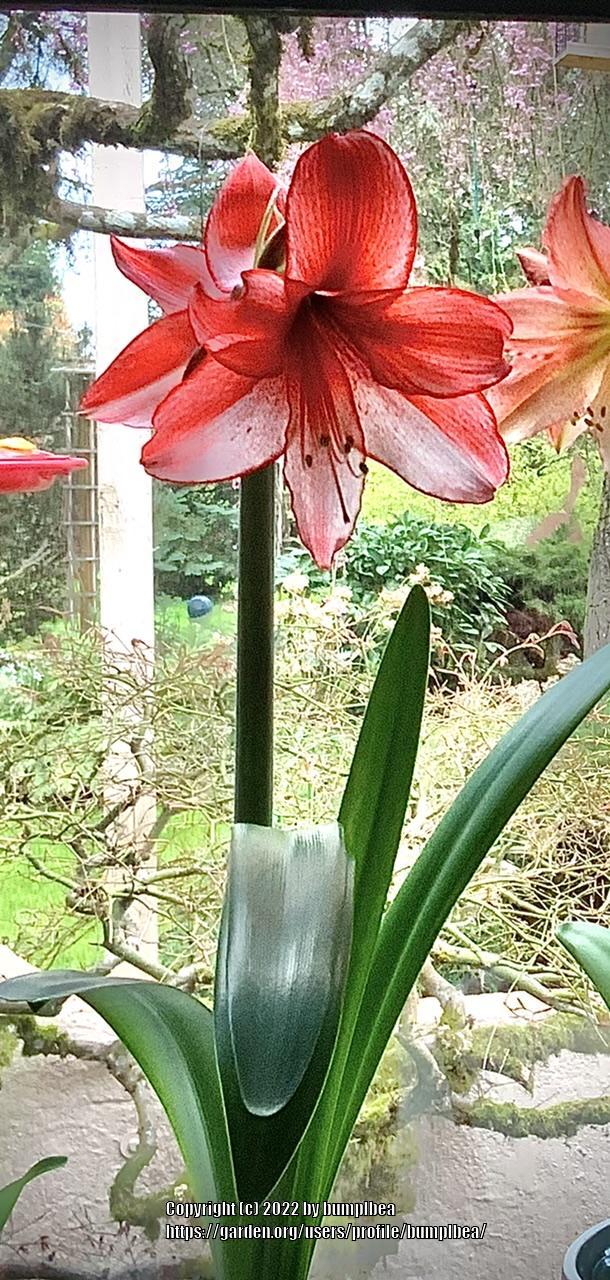 Photo of the entire plant of Amaryllis (Hippeastrum 'Charisma') posted ...