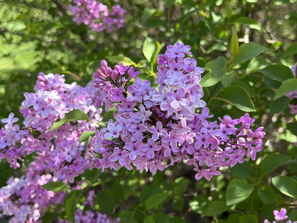 Photo of the bloom of Lilac (Syringa x chinensis 'Lilac Sunday') posted ...