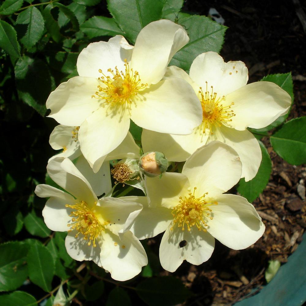 Photo of the bloom of Rose (Rosa 'Kew Gardens') posted by lovemyhouse ...