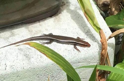 Shiny Lizards in South Florida in the Ask a Question forum - Garden.org