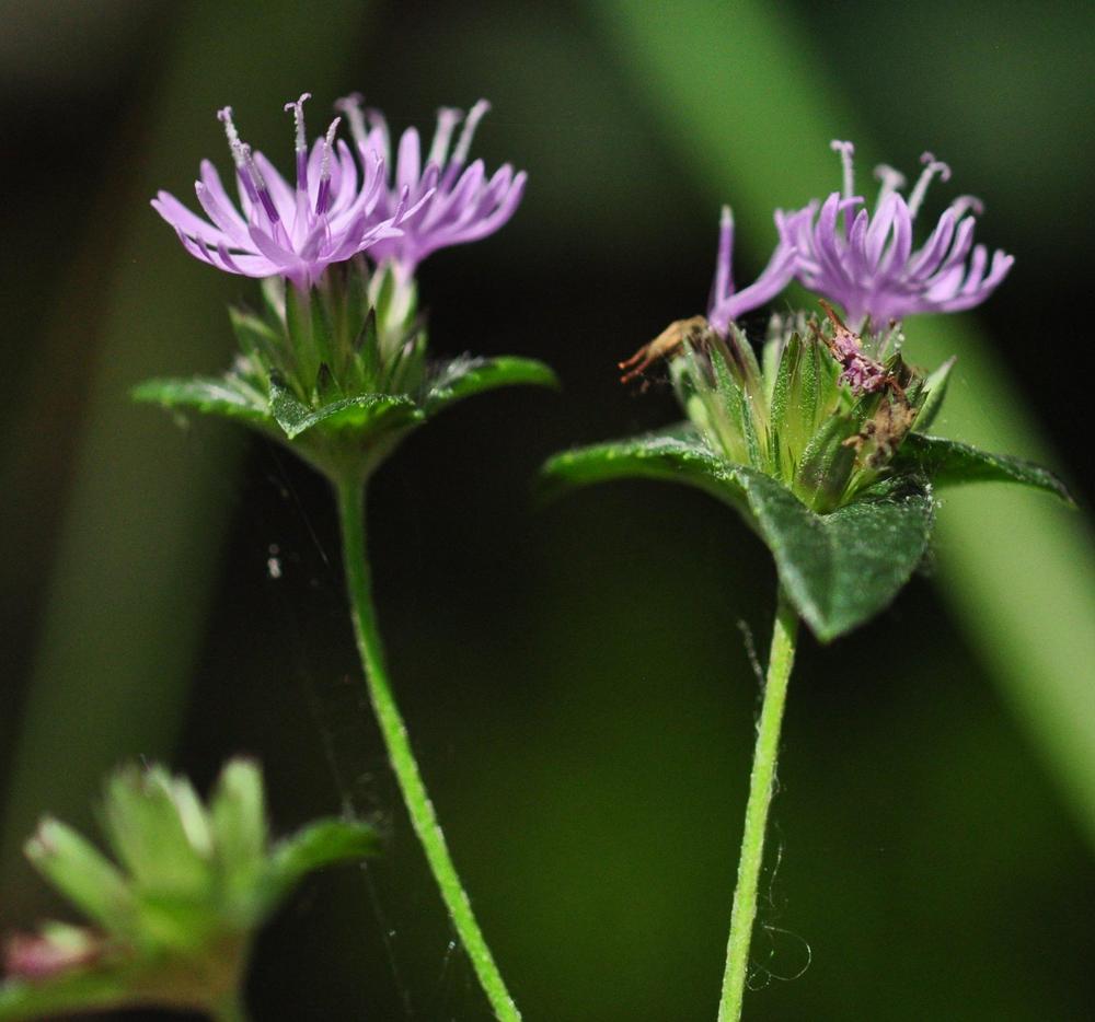Smooth Elephant's Foot (Elephantopus nudatus) - Garden.org