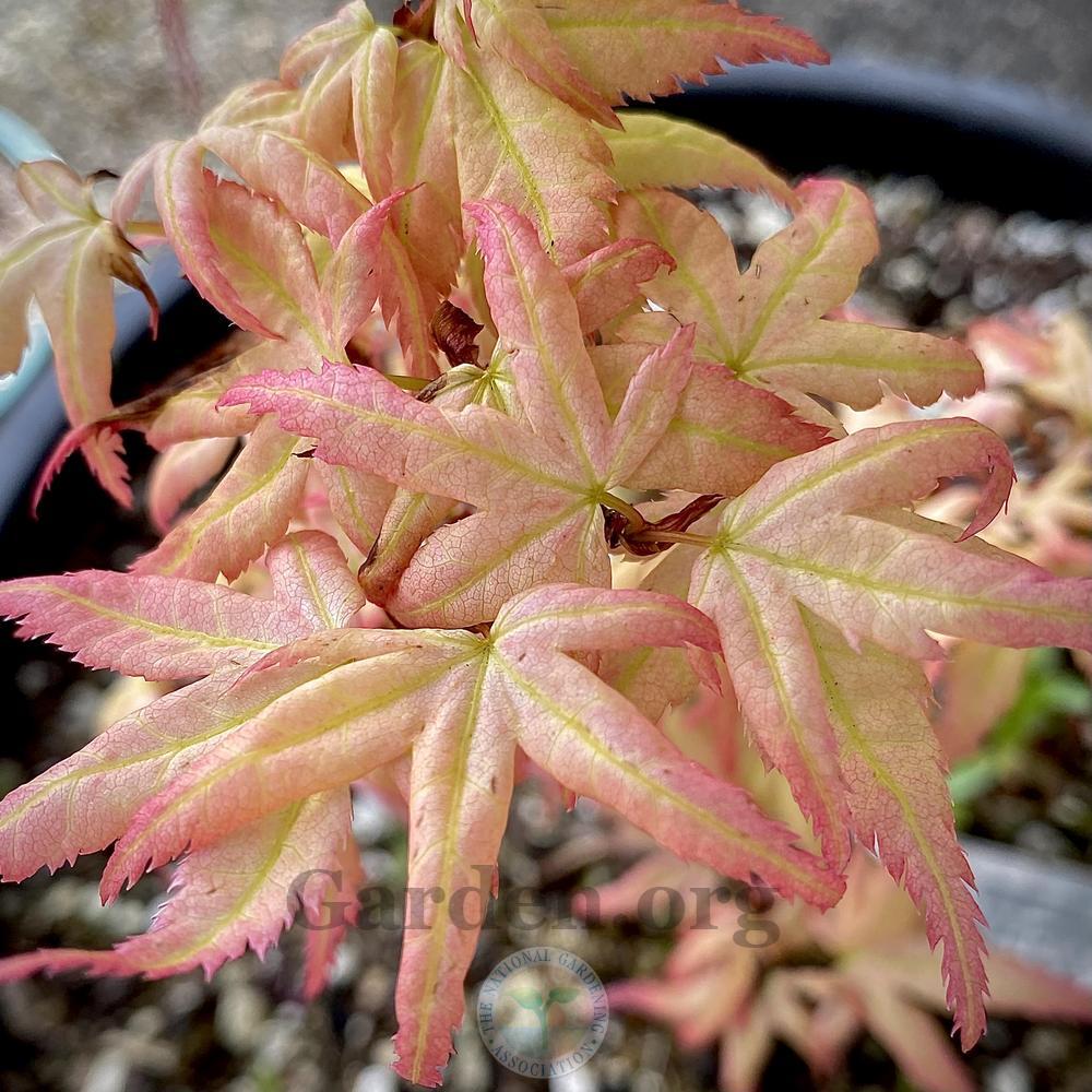 Photo of the leaves of Maple (Acer palmatum 'Japanese Princess') posted ...