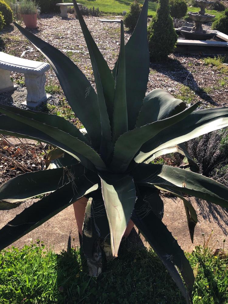 Which Agave is this? in the Cactus and Succulents forum - Garden.org