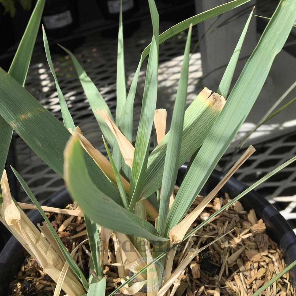 Blue Wildrye (Elymus glaucus 'PF Standout') - Garden.org