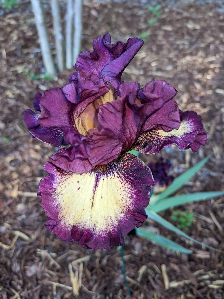 Photo of the bloom of Tall Bearded Iris (Iris 'Blood Moon') posted by ...