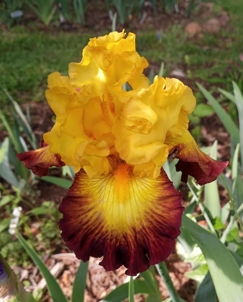 Photo of the bloom of Tall Bearded Iris (Iris 'Summer Shadow') posted ...