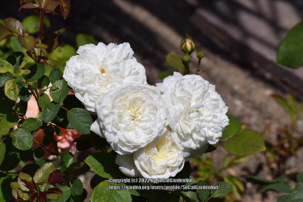 Photo of the bloom of Rose (Rosa 'Fair Bianca') posted by ...