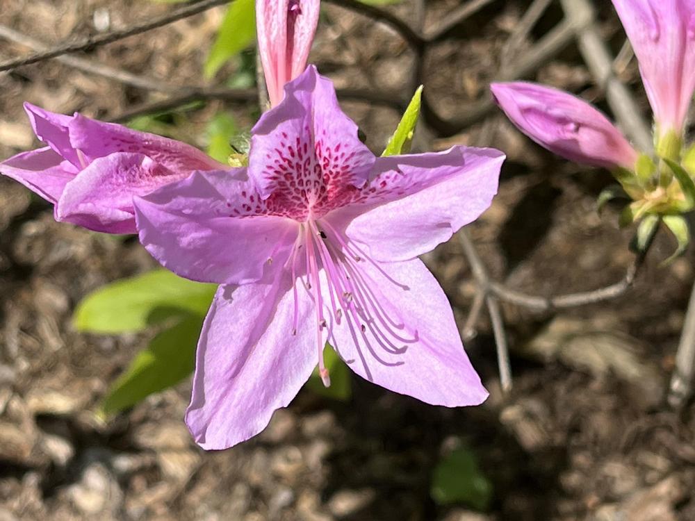 Evergreen Azalea (Rhododendron 'Mildred Mae') in the Rhododendrons ...
