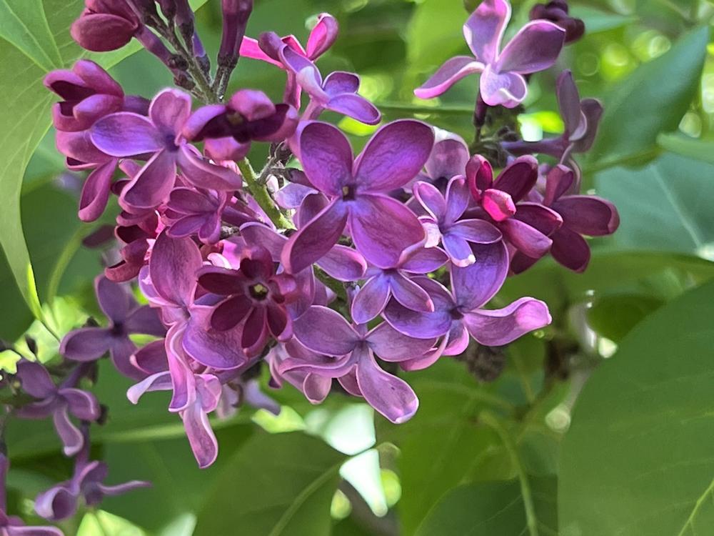 Common Lilac (Syringa vulgaris 'Monge') in the Lilacs Database - Garden.org