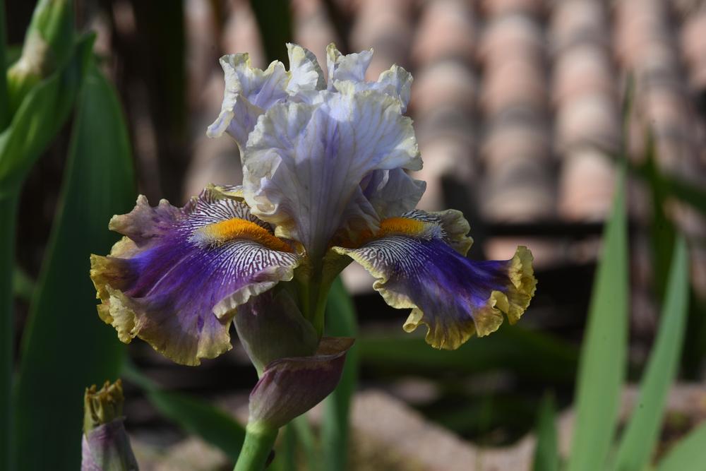 Photo of the bloom of Tall Bearded Iris (Iris 'Rare Blend') posted by ...