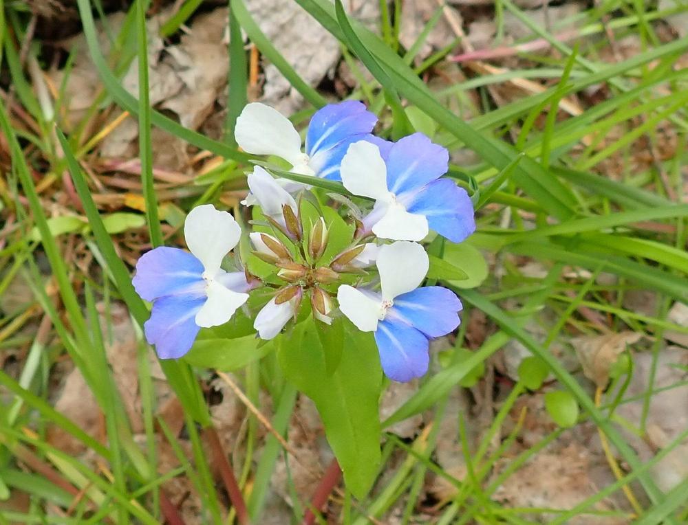Photo of the bloom of Blue-Eyed Mary (Collinsia verna) posted by ...