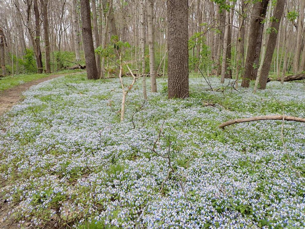 Photo of the habitat view of Blue-Eyed Mary (Collinsia verna) posted by ...