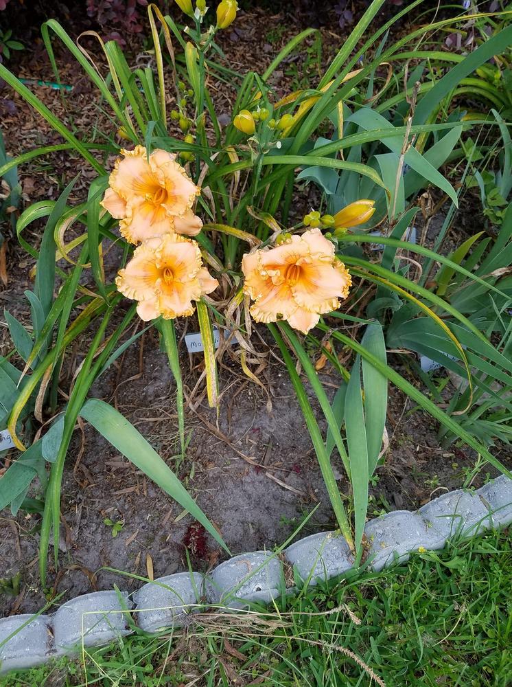 Photo of the entire plant of Daylily (Hemerocallis 'Mandolin') posted ...