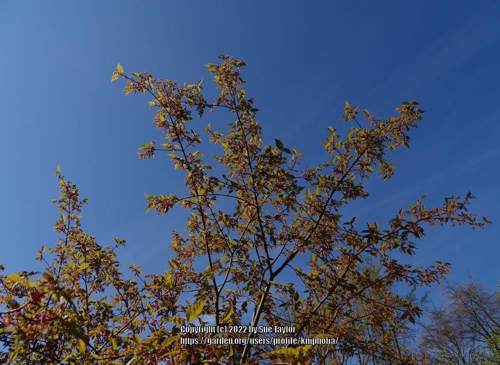 Photo of the leaves of David's Maple (Acer davidii 'Serpentine') posted ...