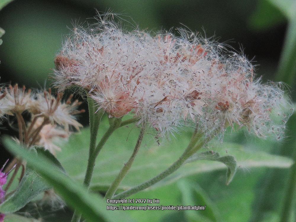 Photo of the seeds of Pluchea posted by plantladylin - Garden.org